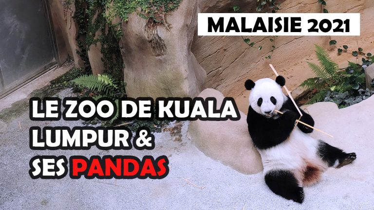 What to do in Malaysia: Kuala Lumpur Zoo, its pandas, lions, tigers and ...